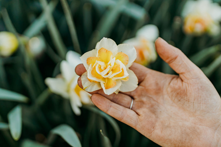 *Signed by Jill* The Tiny But Mighty Farm – The Whispering Willow Farm