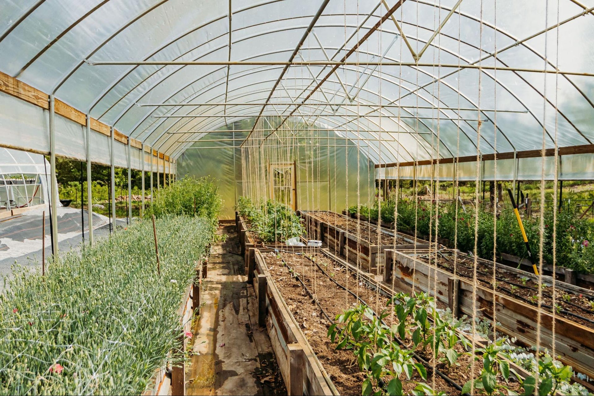 Our Story – The Whispering Willow Farm
